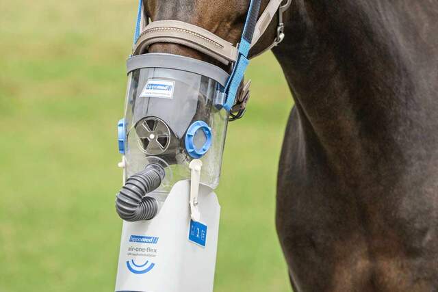 Alles rund um die Pferdelunge | cavallo.de