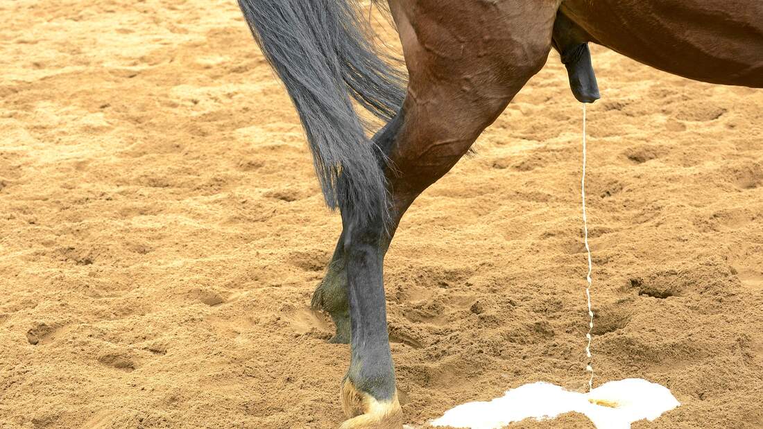Kryptorchismus: andrologisches Problem bei Hengsten | cavallo.de