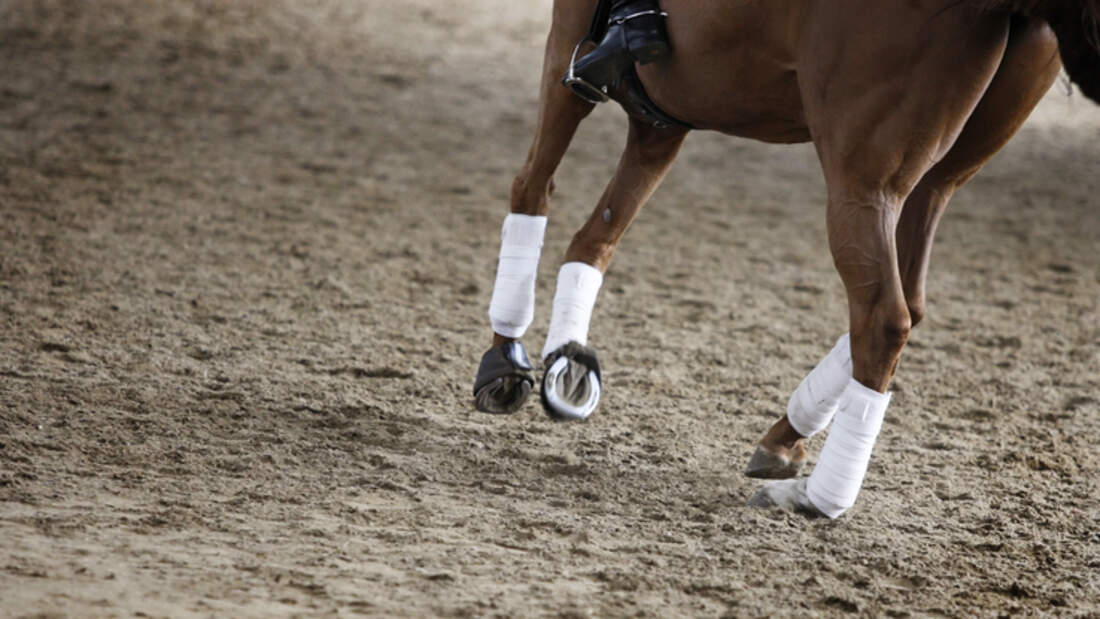 Sanktionen kommen - André Hascher im Interview | cavallo.de