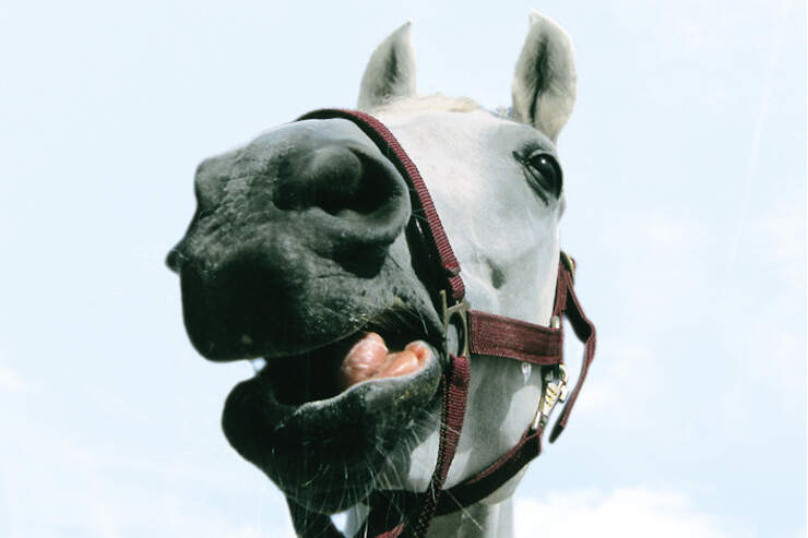 Heiße Luft | cavallo.de