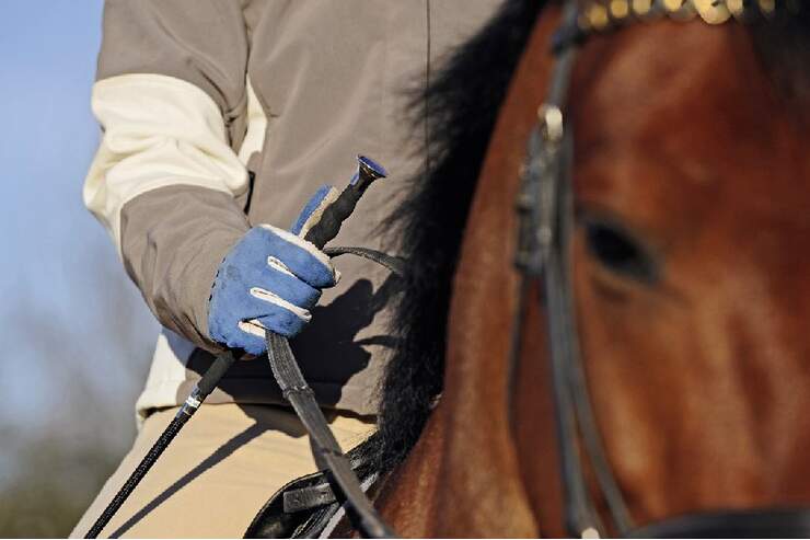 Der große CAVALLO Gerten-Test | cavallo.de