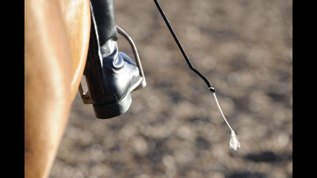 Der große CAVALLO Gerten-Test | cavallo.de