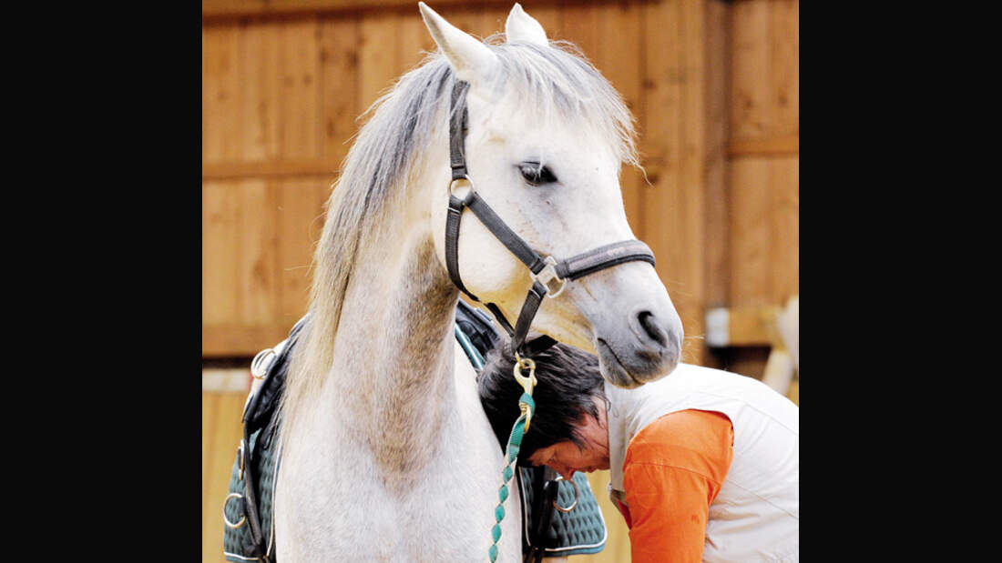 Rossige Stuten - Richtiger Umgang - cavallo.de