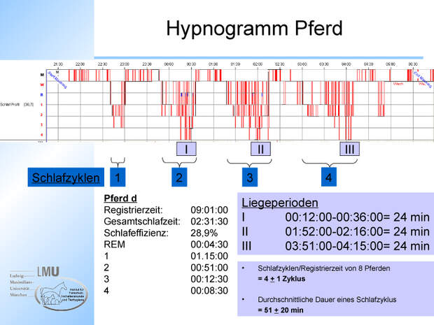 Wie Pferde schlafen und träumen - cavallo.de