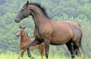 Nabelbruch beim Pferd: Ursachen, Symptome, Behandlung | cavallo.de