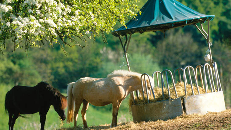 Obst und Gemüse als Pferdefutter - darauf müssen Sie achten | cavallo.de