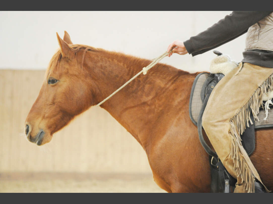 Profi-Tipps für Gebissloses Reiten - cavallo.de