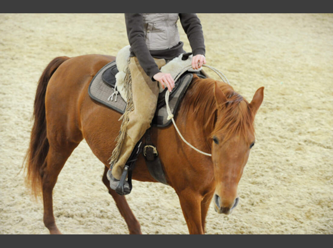 Profi-Tipps für Gebissloses Reiten - cavallo.de