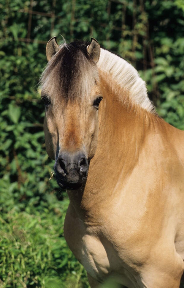 Putzen: Die Richtige Pflege beim Fellwechsel | cavallo.de