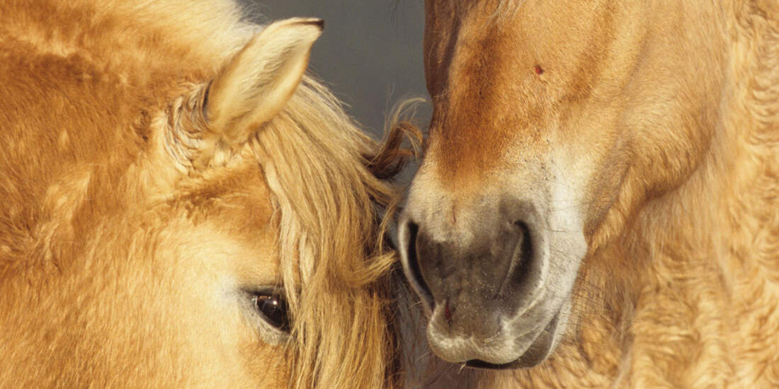 Putzen: Die Richtige Pflege beim Fellwechsel - cavallo.de