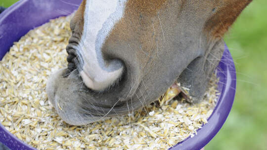 CAVALLO Magazin - cavallo.de