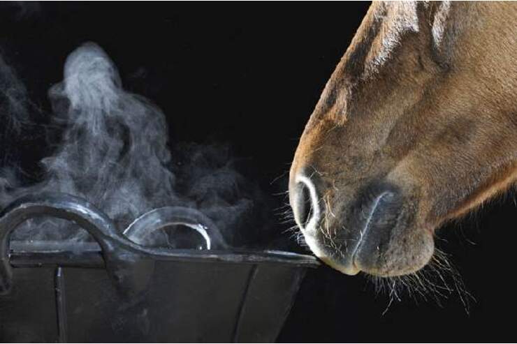 Futter-Experten für Pferde geben Tipps | cavallo.de