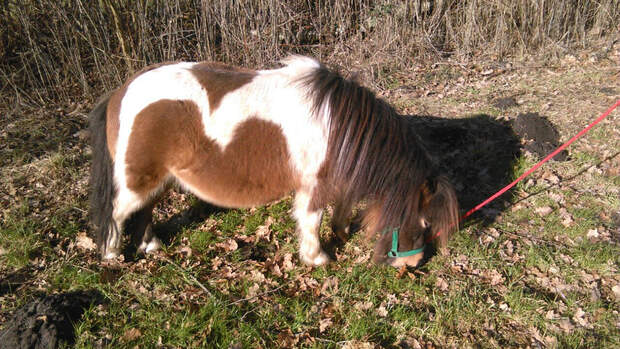CAVALLO Leserfotos: Abzeichen unserer Pferde | cavallo.de