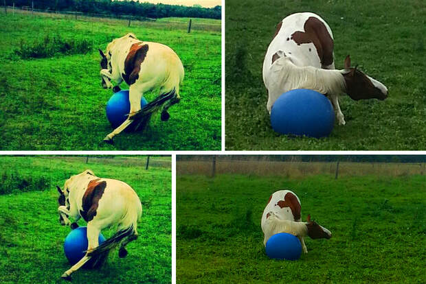 CAVALLO Leserfotos: Mein Pferd spielt Ball | cavallo.de