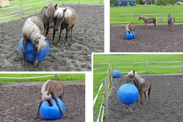 CAVALLO Leserfotos: Mein Pferd spielt Ball | cavallo.de