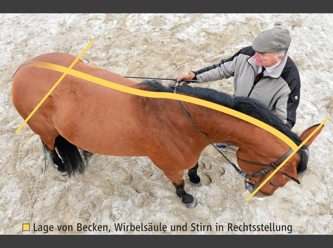 So funktioniert korrekte Stellung und Biegung - cavallo.de
