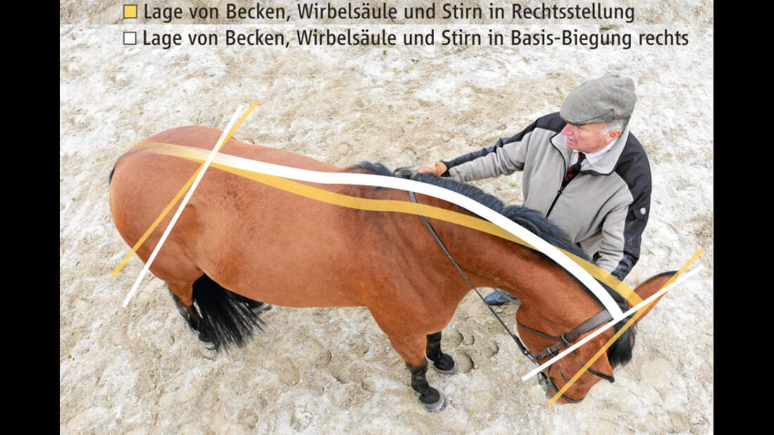 So funktioniert korrekte Stellung und Biegung | cavallo.de