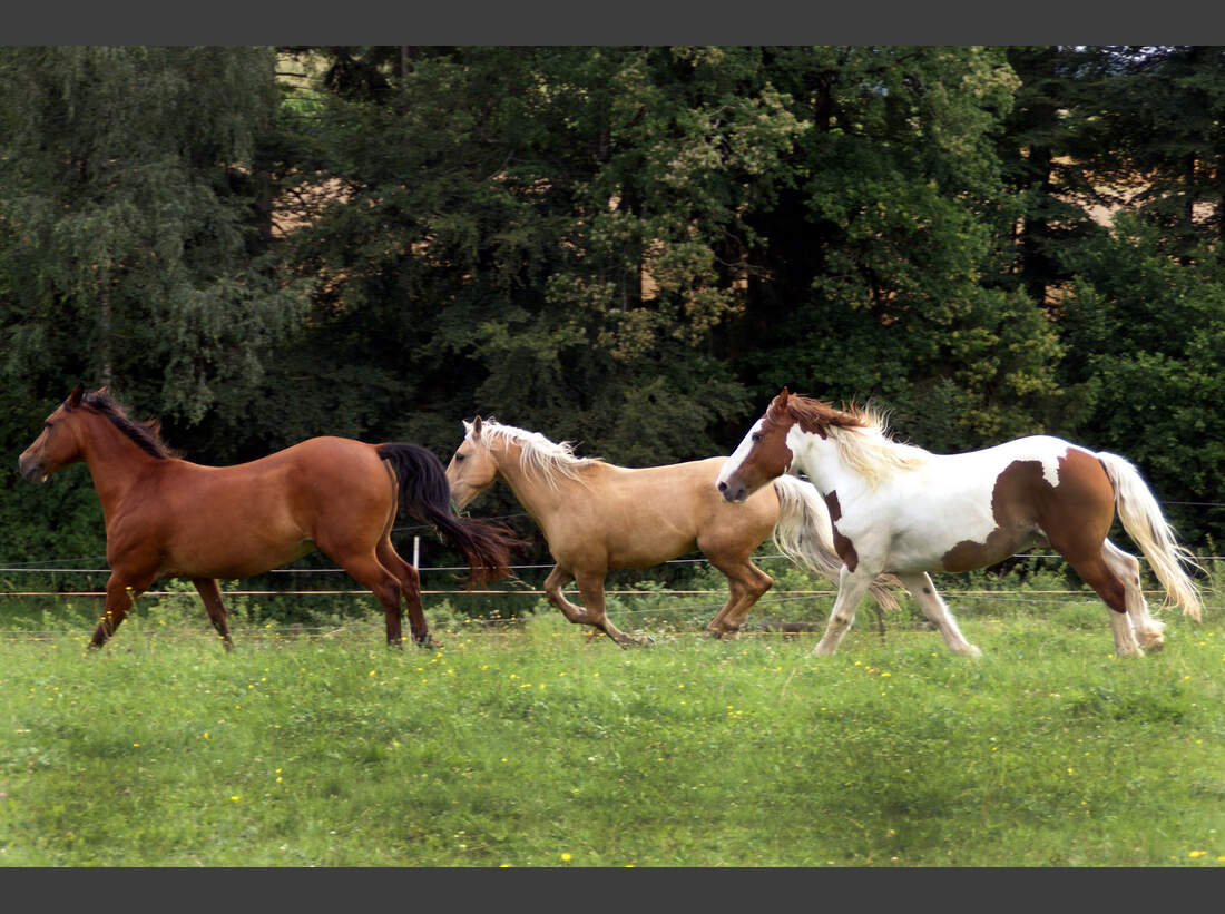 So galoppieren Sie entspannt an und durch - cavallo.de