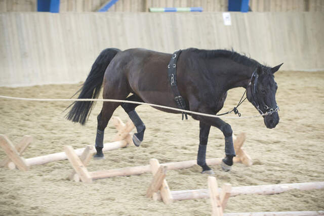 Cavaletti-Arbeit | cavallo.de