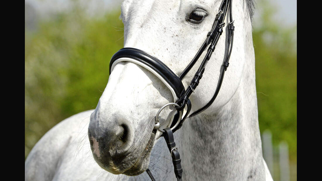 Halfter beim Pferd richtig verschnallen - so geht's - cavallo.de