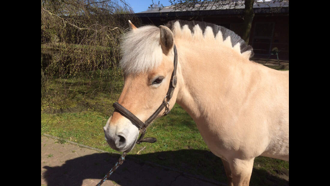 Fjordpferd: So sieht der Fachmann das Exterieur | cavallo.de