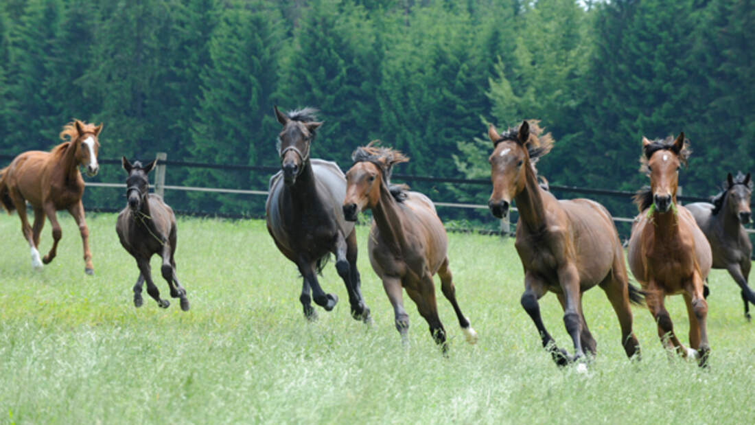 Alles Wissenswerte über Fohlen und ihre Erziehung | cavallo.de