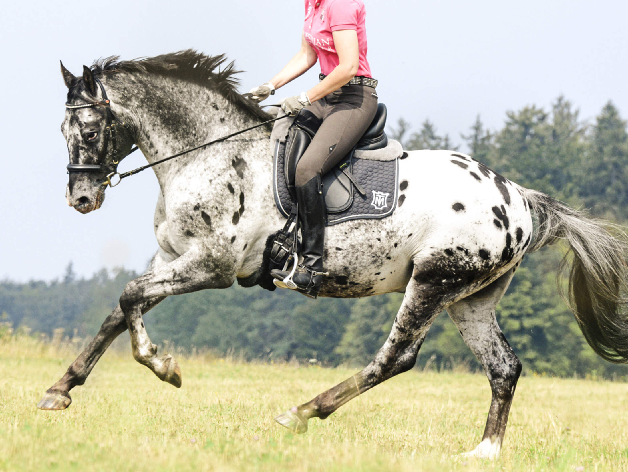 Friesenpferd Im Galopp