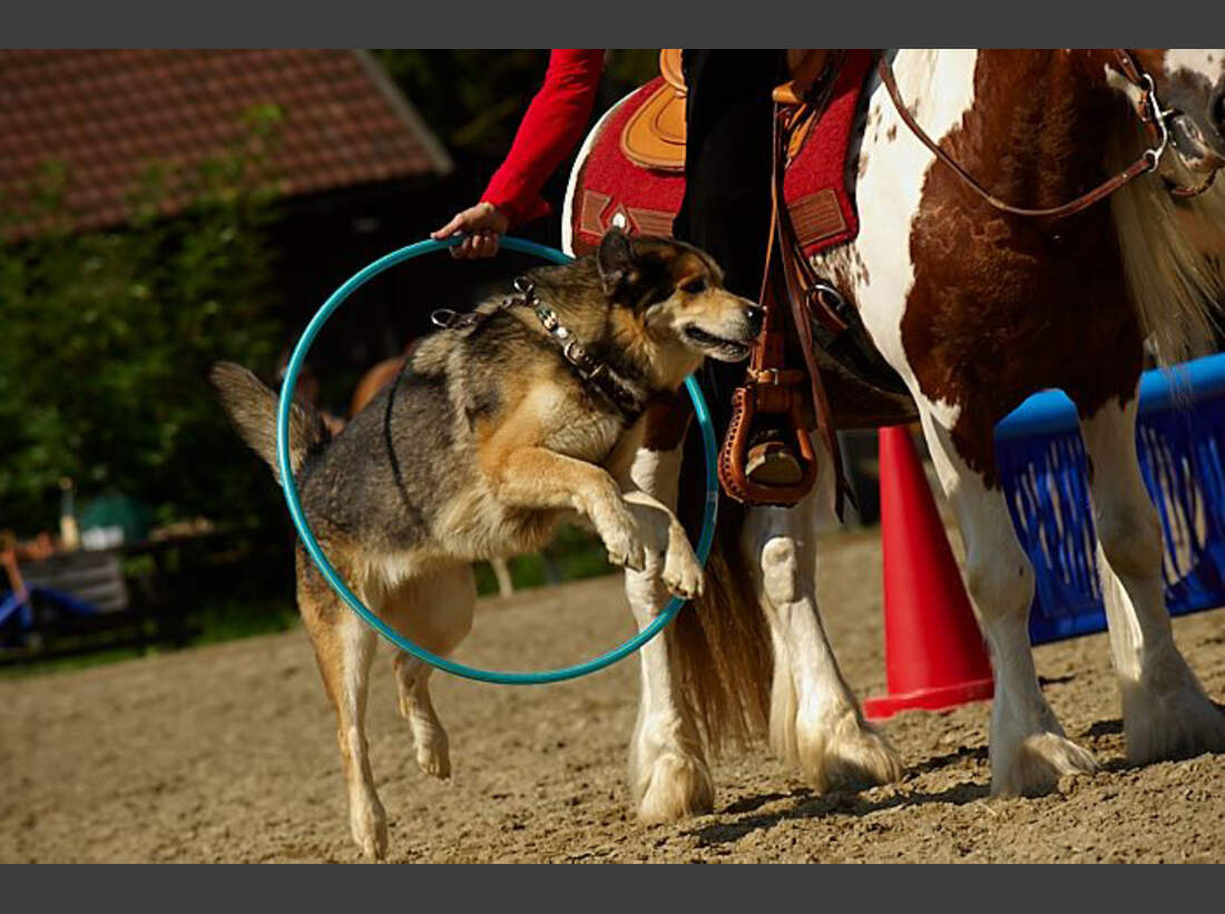 5-Stufen-Training für Pferd und Hund - cavallo.de