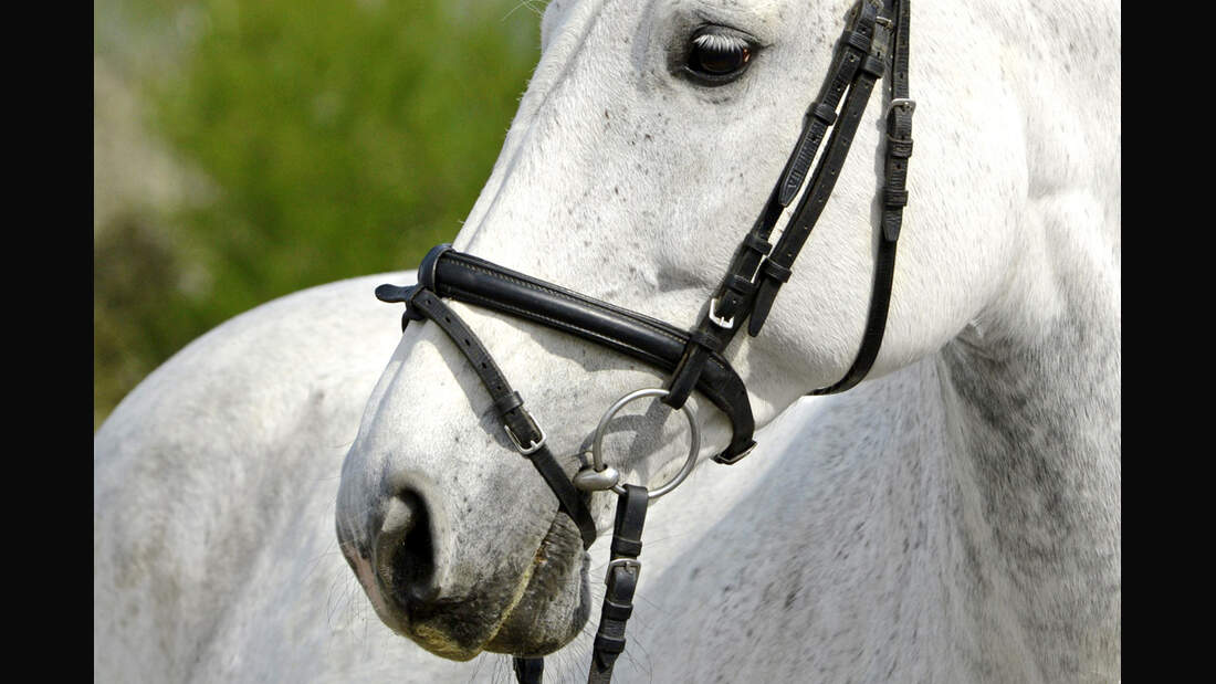 Halfter beim Pferd richtig verschnallen - so geht's - cavallo.de