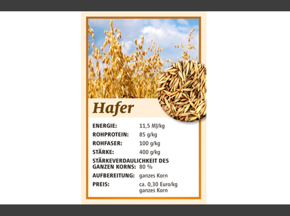 Hafer & Co: Fast in jedem Pferde-Futter steckt Schimmel - cavallo.de