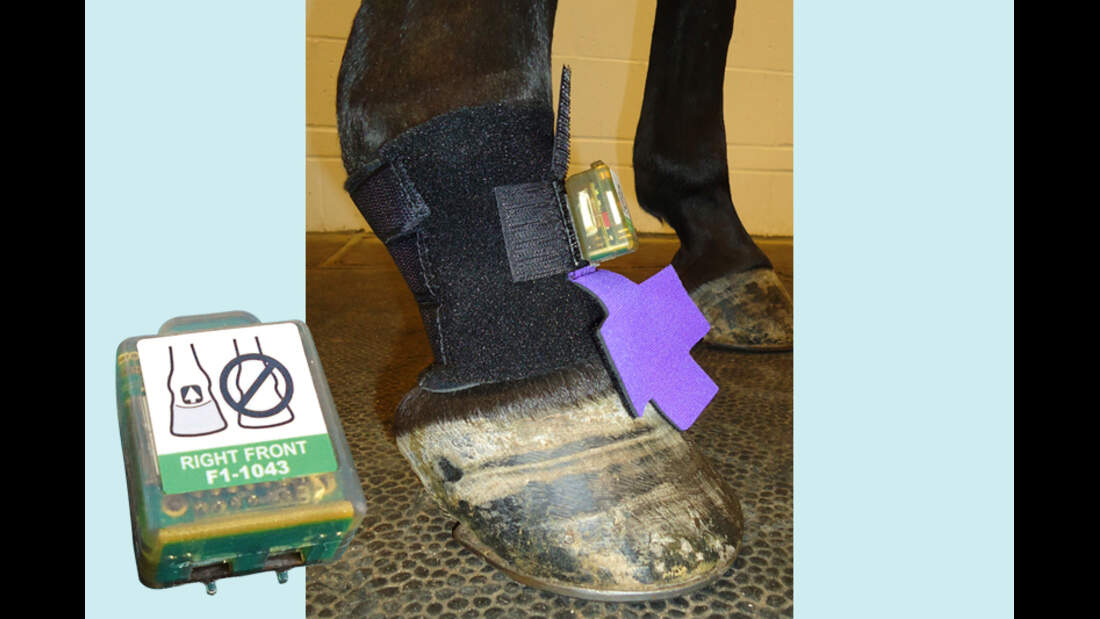 Medizin-Kompendium: Epilepsie beim Pferd | cavallo.de