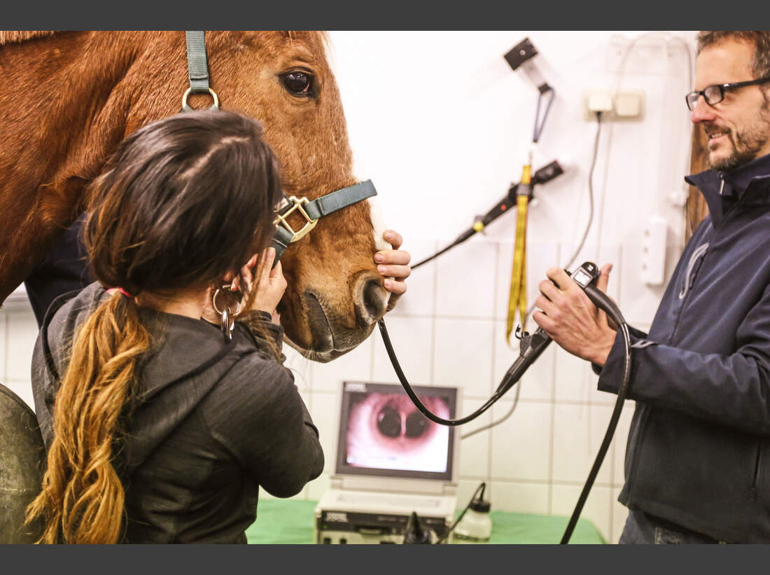 So läuft ein Lungen-Check ab - cavallo.de