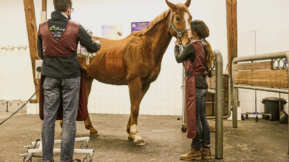 So läuft ein Lungen-Check ab - cavallo.de