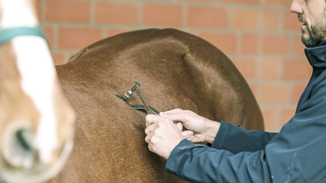 So läuft ein Lungen-Check ab - cavallo.de