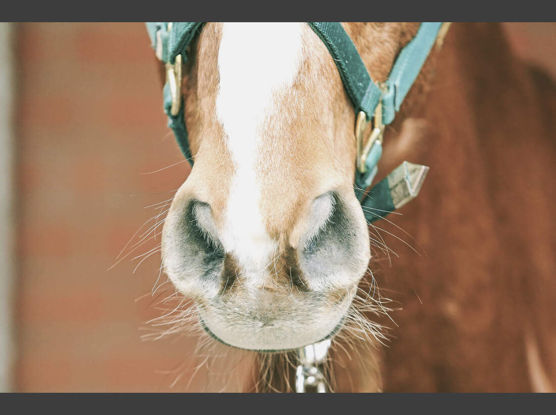 So läuft ein Lungen-Check ab - cavallo.de
