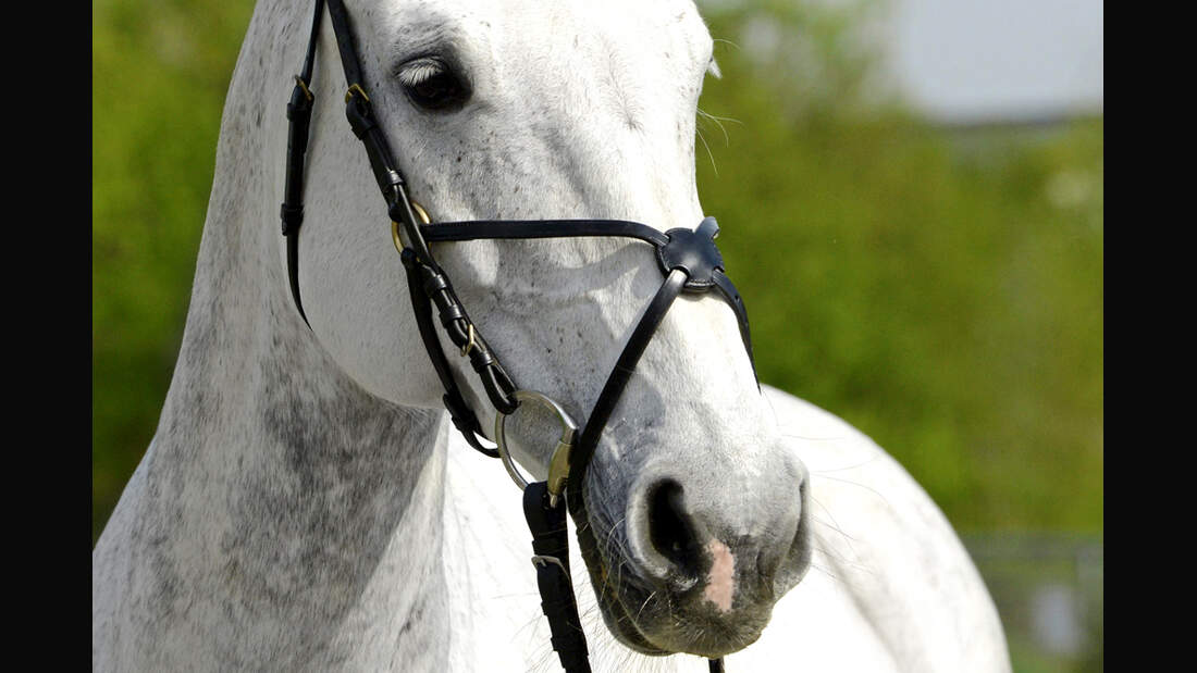 Halfter beim Pferd richtig verschnallen - so geht's - cavallo.de