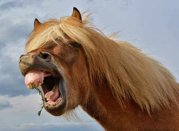 CAVALLO Leserfotos: Pferdegesichter sagen mehr als Worte | cavallo.de