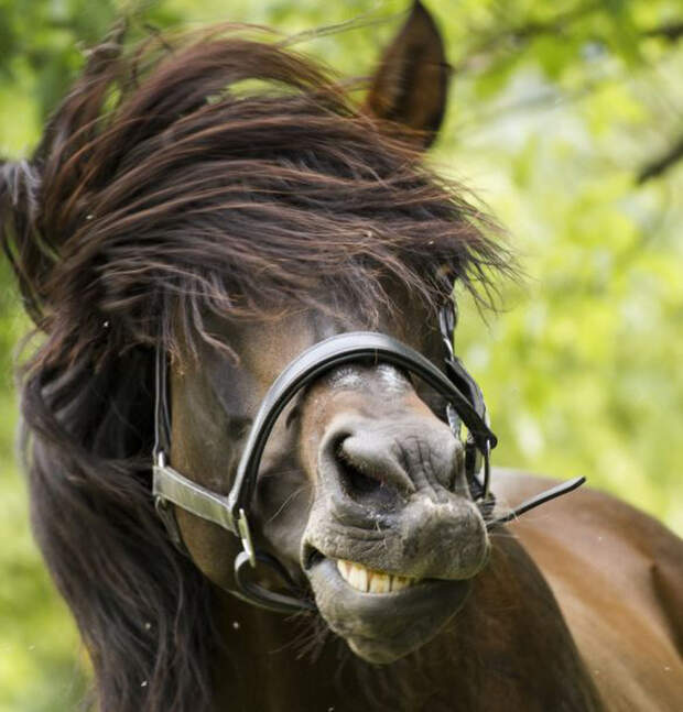 CAVALLO Leserfotos: Pferdegesichter sagen mehr als Worte - cavallo.de