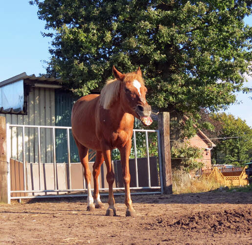 CAVALLO Leserfotos: Pferdegesichter sagen mehr als Worte - cavallo.de