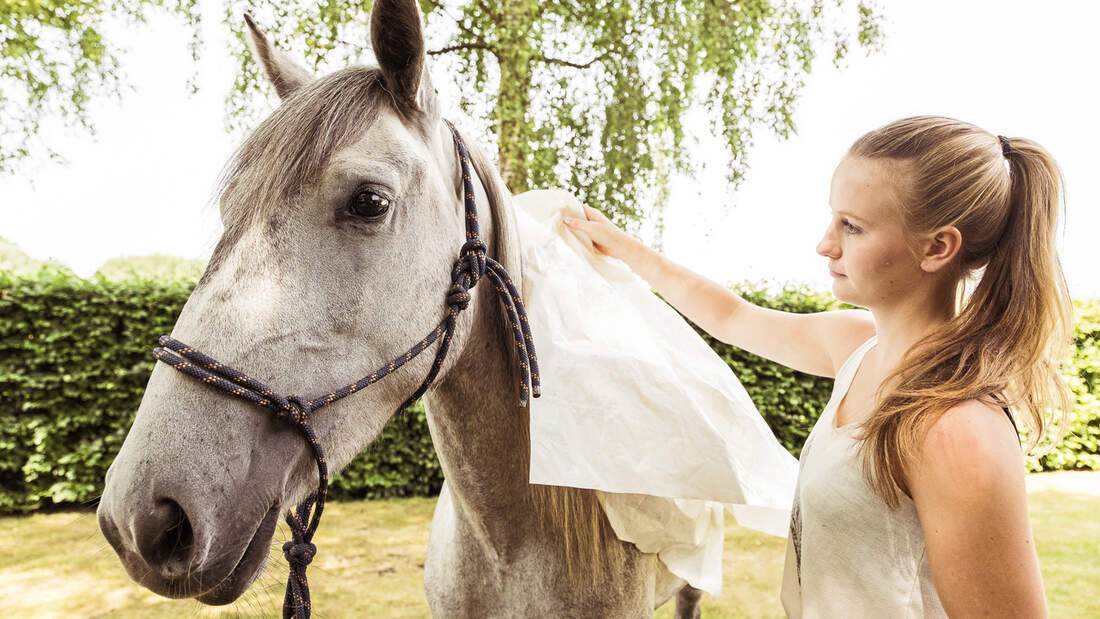 16 wilde Mustangs in 90 Tagen trainieren | cavallo.de