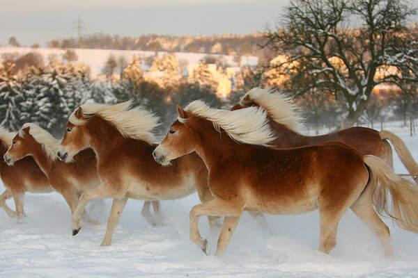 Vielseitige Rasse: Original Haflinger Pferde aus Deutschland - cavallo.de