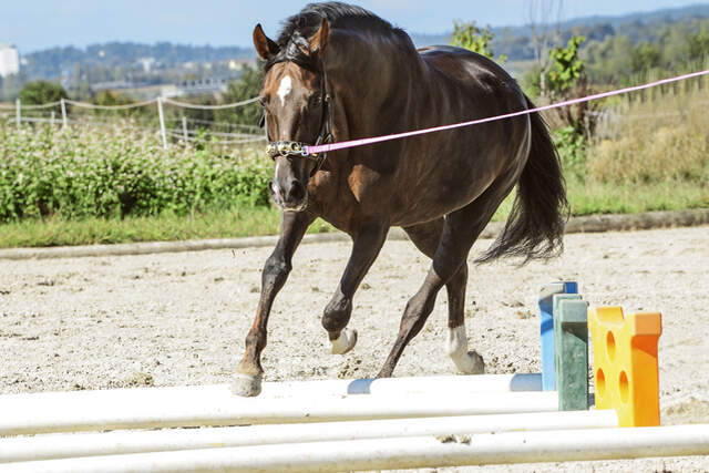Longieren | cavallo.de