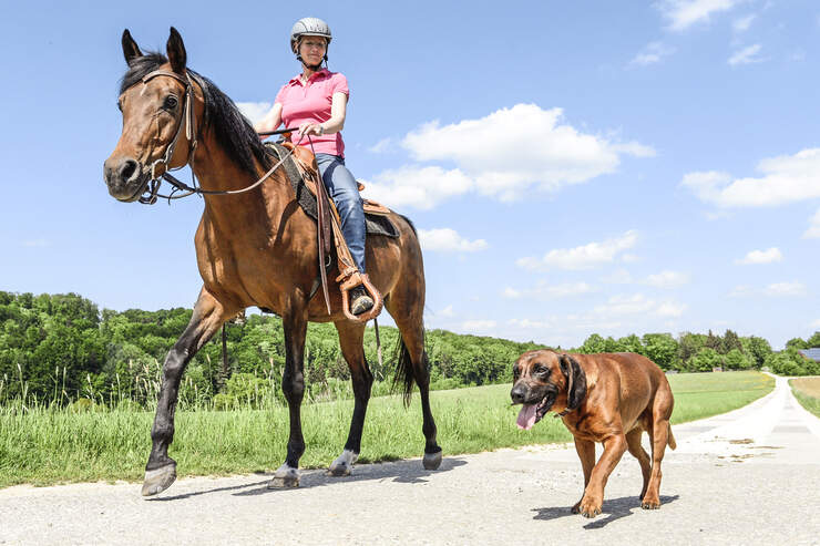 Wie gewöhne ich einen Hund ans Pferd? | cavallo.de