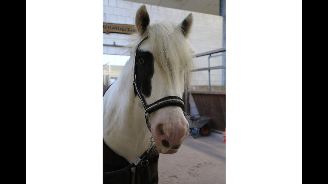 CAVALLO Leserfotos: Mein Pferd trägt Bart | cavallo.de