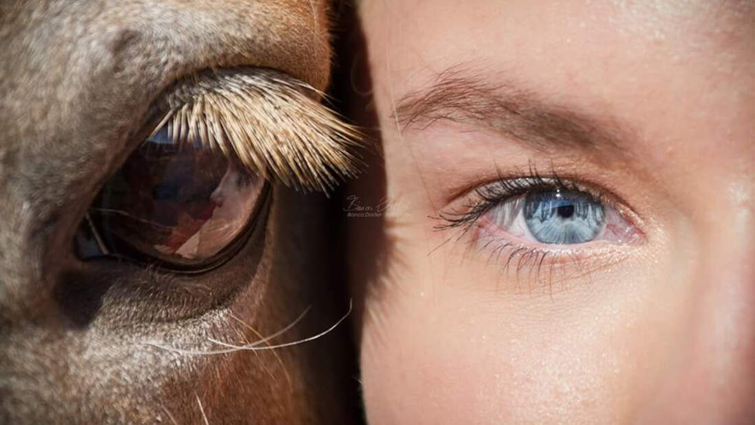 Pferdeverhalten: Was ist für Ihr Pferd typisch? - cavallo.de