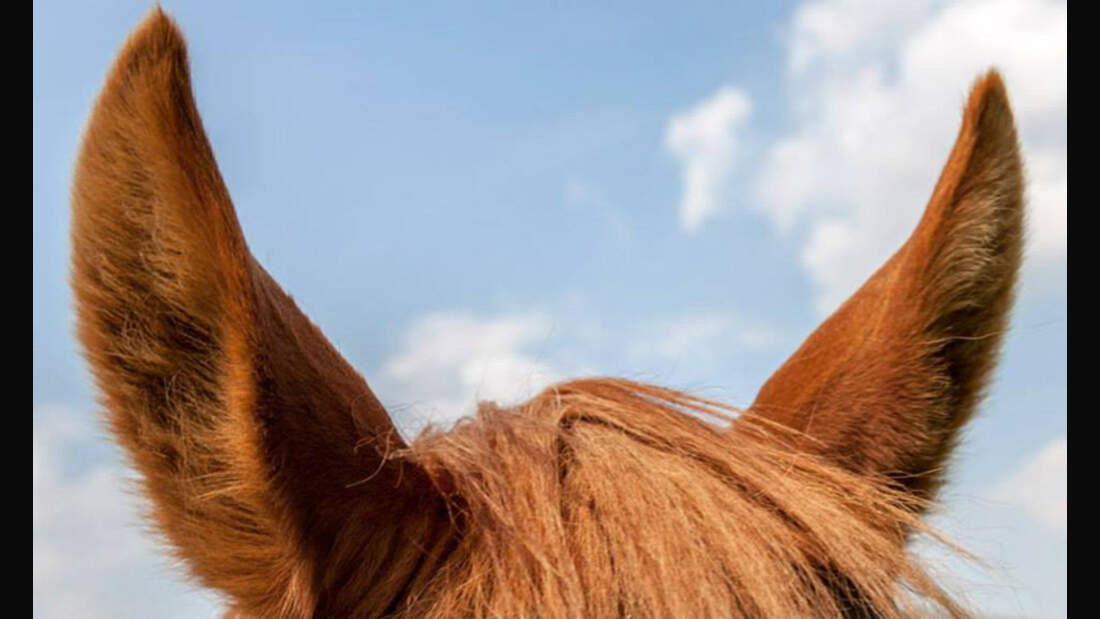 So funktionieren Pferdeohren - cavallo.de