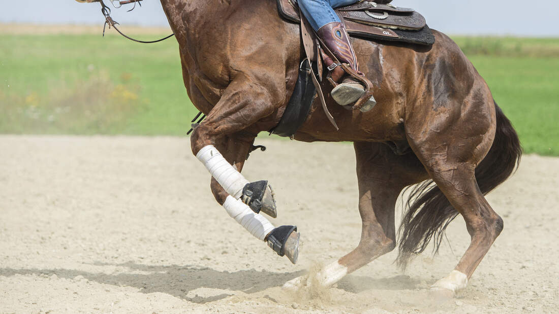 4 Tipps: So geht der perfekte Roll-Back | cavallo.de