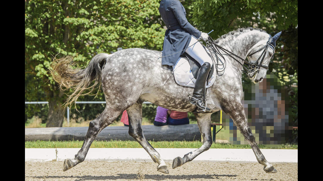 Dressurpferde unter Druck | cavallo.de