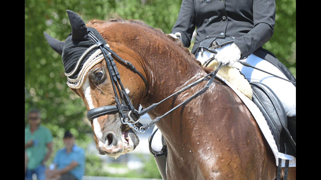 Dressurpferde unter Druck | cavallo.de