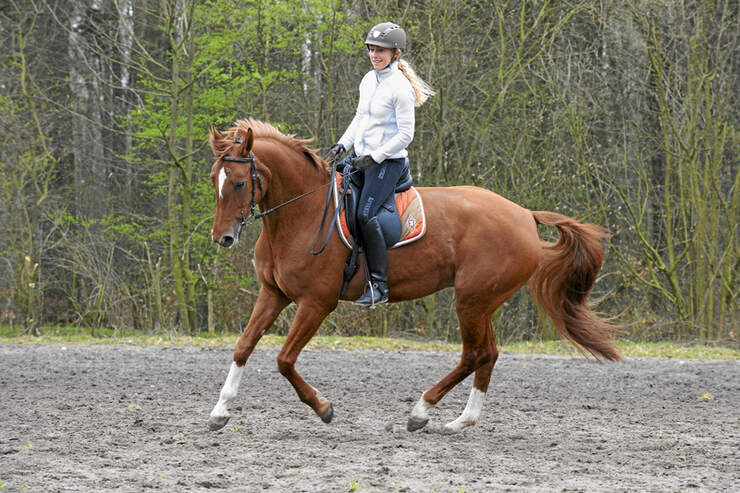 Rücken lockern durch Seitengänge | cavallo.de